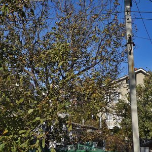 Novorossiyskaya Street, No:25, Anapa: Fotoğraflar